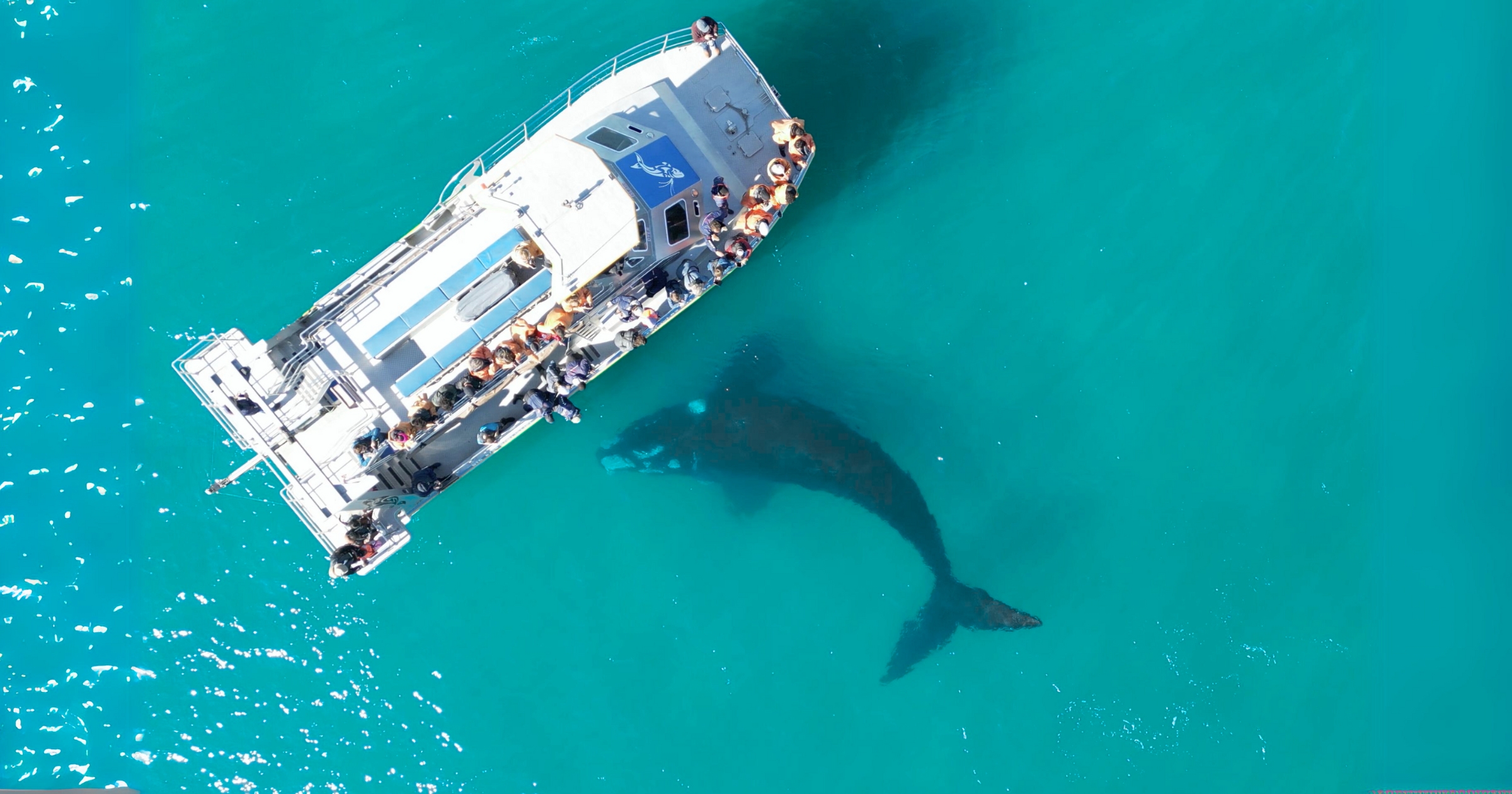 Marine Dynamics: From Passion to Conservation - Activitar